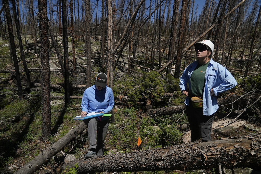 As many forests fail to recover from wildfires, replanting efforts face ...